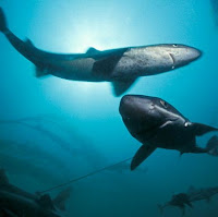 The Boundless Thicket: Is a shark-derived molecule the key to fighting ...