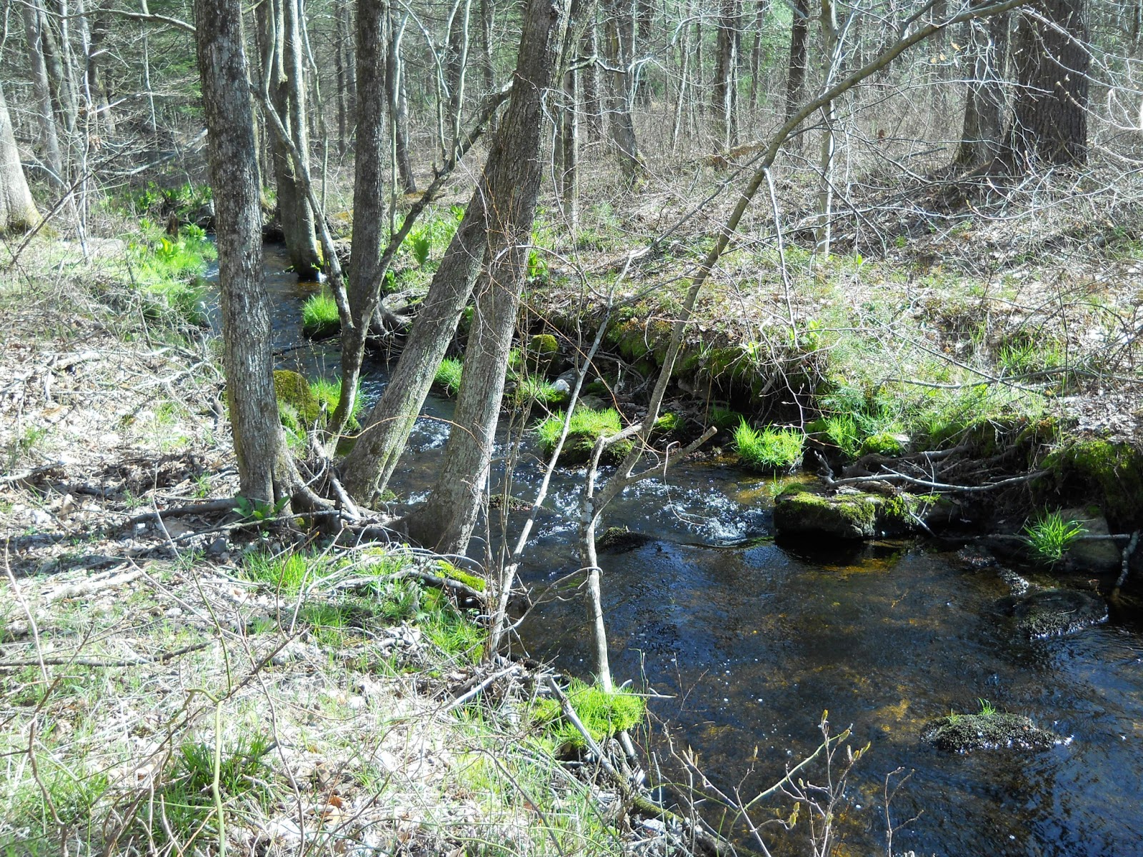 Small Stream Reflections: April 2013
