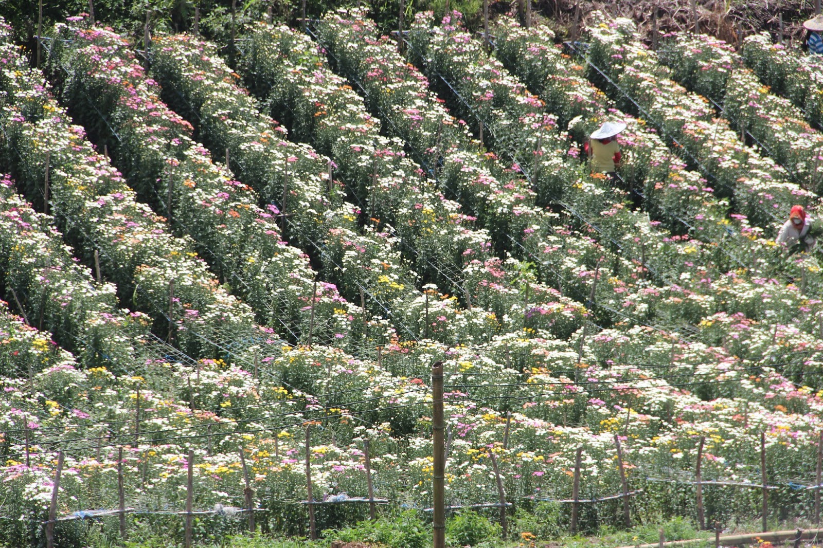Christine Sells: Edens Flower Farm in Tupi, South Cotabato