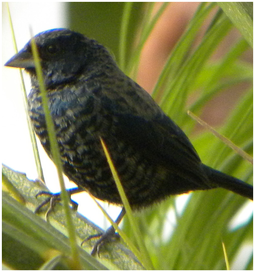 Bird Photography in Trinidad and Tobago