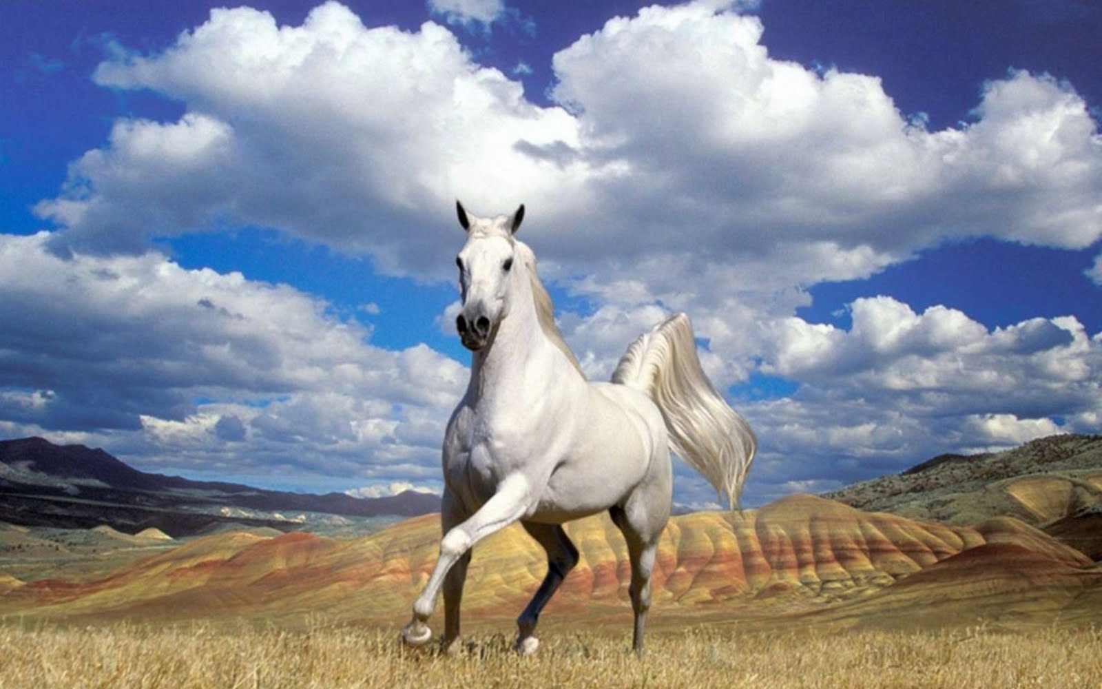 Poze Cai Horses Wallpapers: Poze Cai de rasa horses
