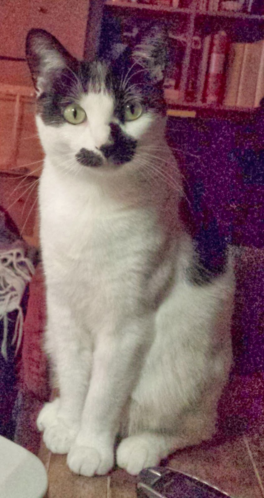 Inky Whisker's Musings: Monday Quickie ~ I gots a Pressie!