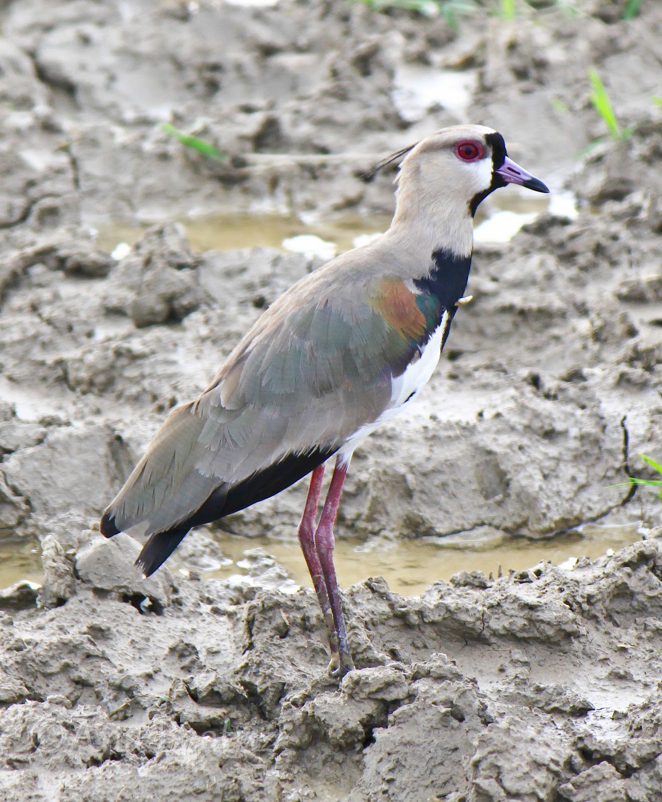 Aventura fotográfica: Alcaraván (Vanellus chilensis)