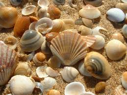 Fingerplays & Action Rhymes: Sing a Song of Seashells