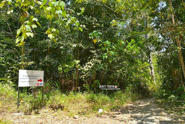 Bukit Tokun 大山脚卓坤山[必拍]大树 - 乐飞翎 ♥ LUVFEELIN