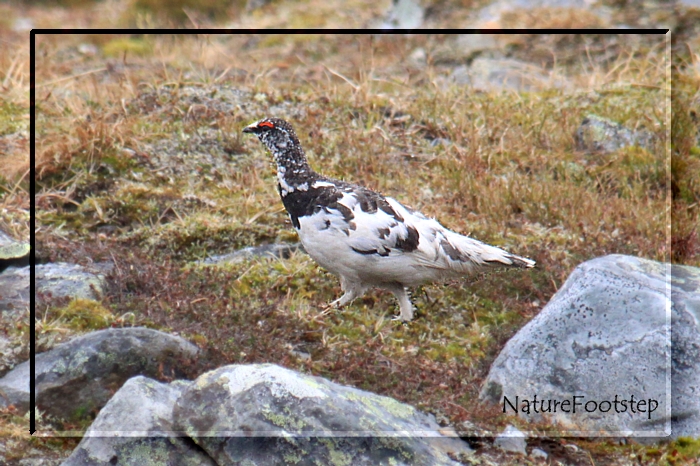 NF Birds blog: Fjällripa - Lagopus muta - Rock Ptarmigan