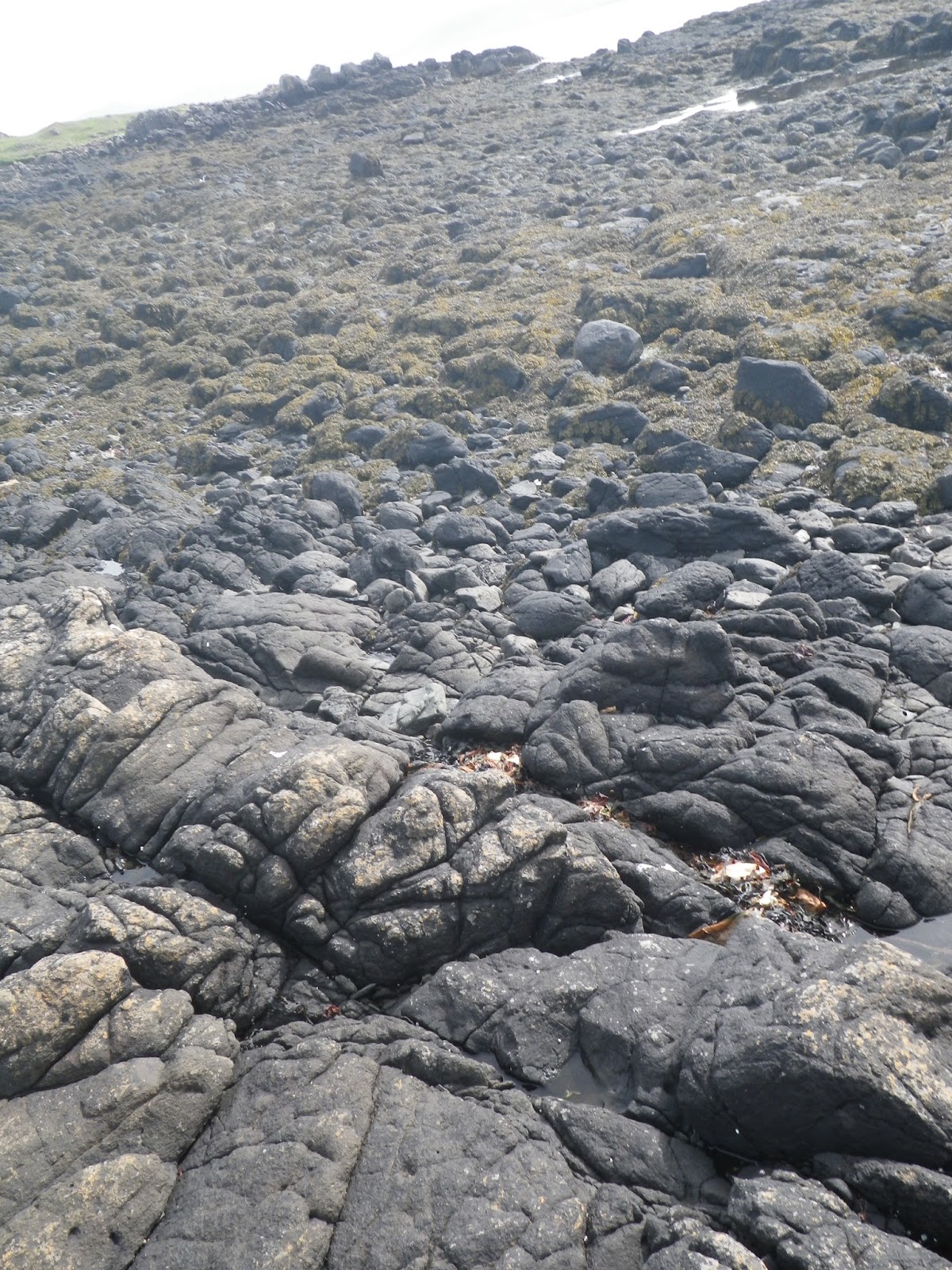 Rock Pooling: Rock pooling destination: Eilean Feoir, Eigg May 2013