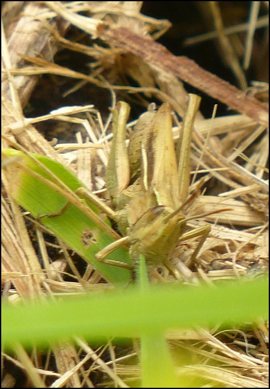 Wild and Wonderful: August 2014