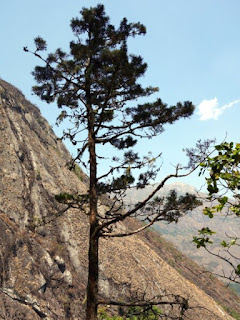 MULANJE CEDAR | Mulanje Mag