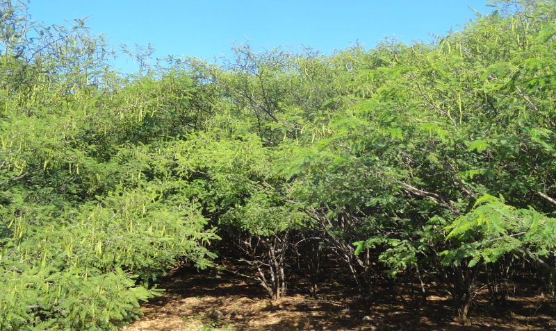 El cuexcomate: Puebla