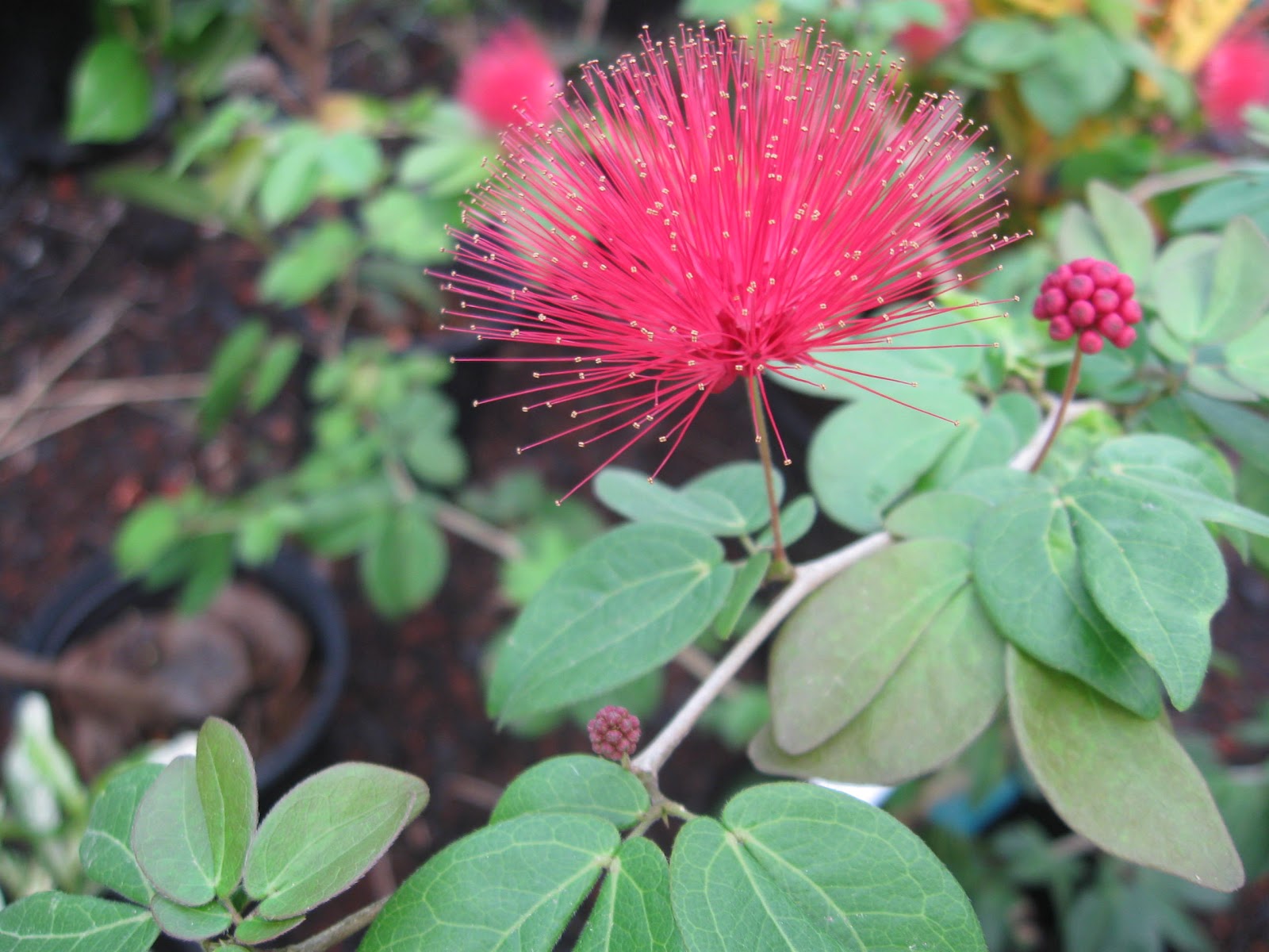 The Opinionated Gardener: A Calliandra Spring