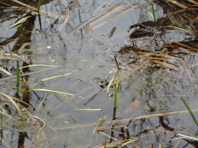 Cape Cod Art and Nature: Of Frogs in bogs