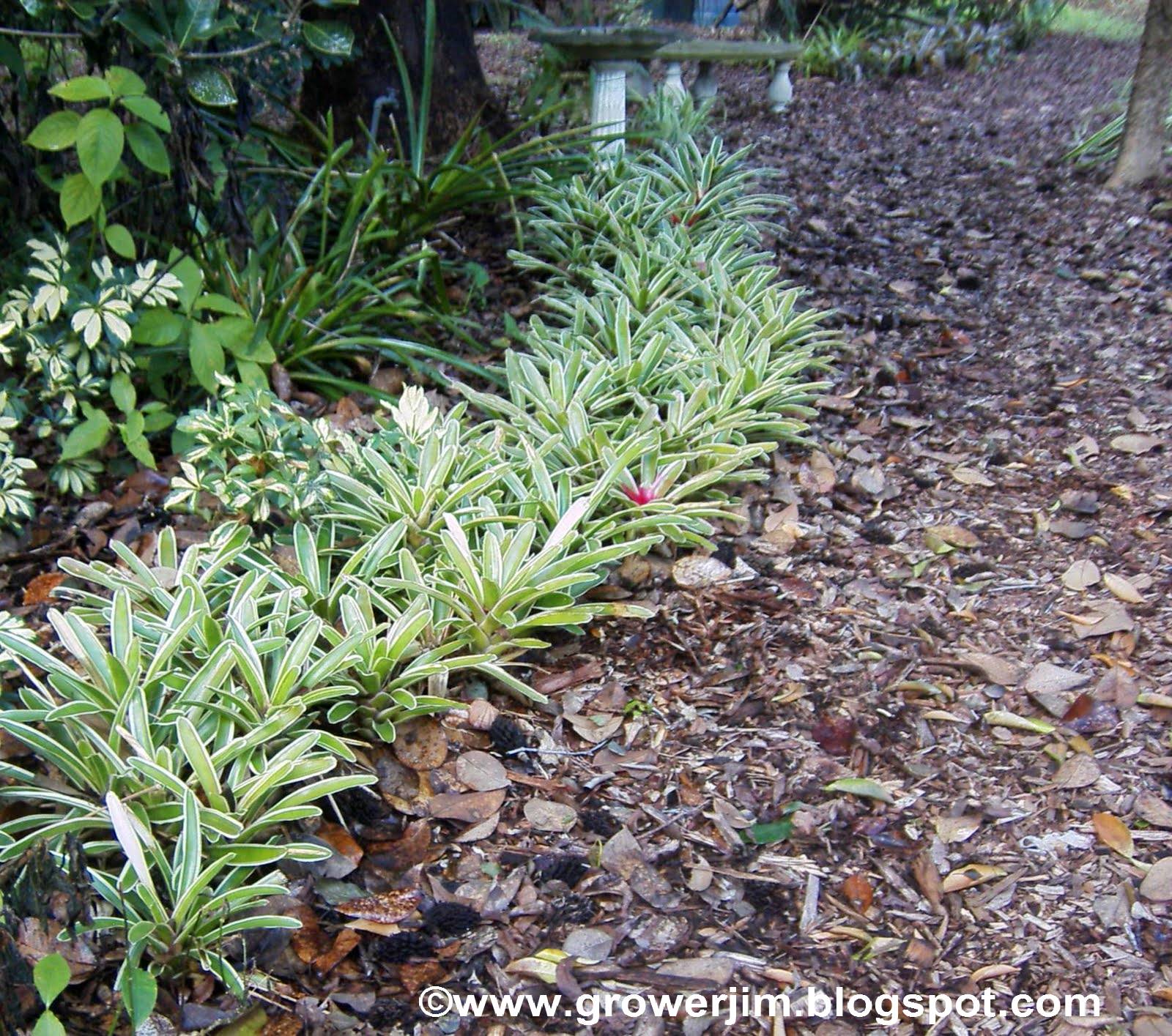 Garden Adventures: Neoregelia 'Sheba'