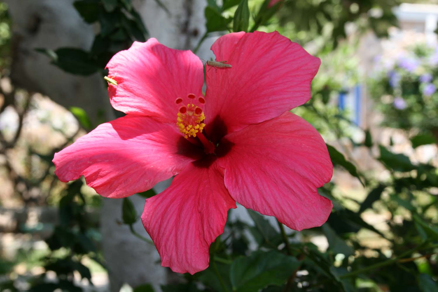 Nisia - Iles de toutes les mers: Fleurs des îles grecques