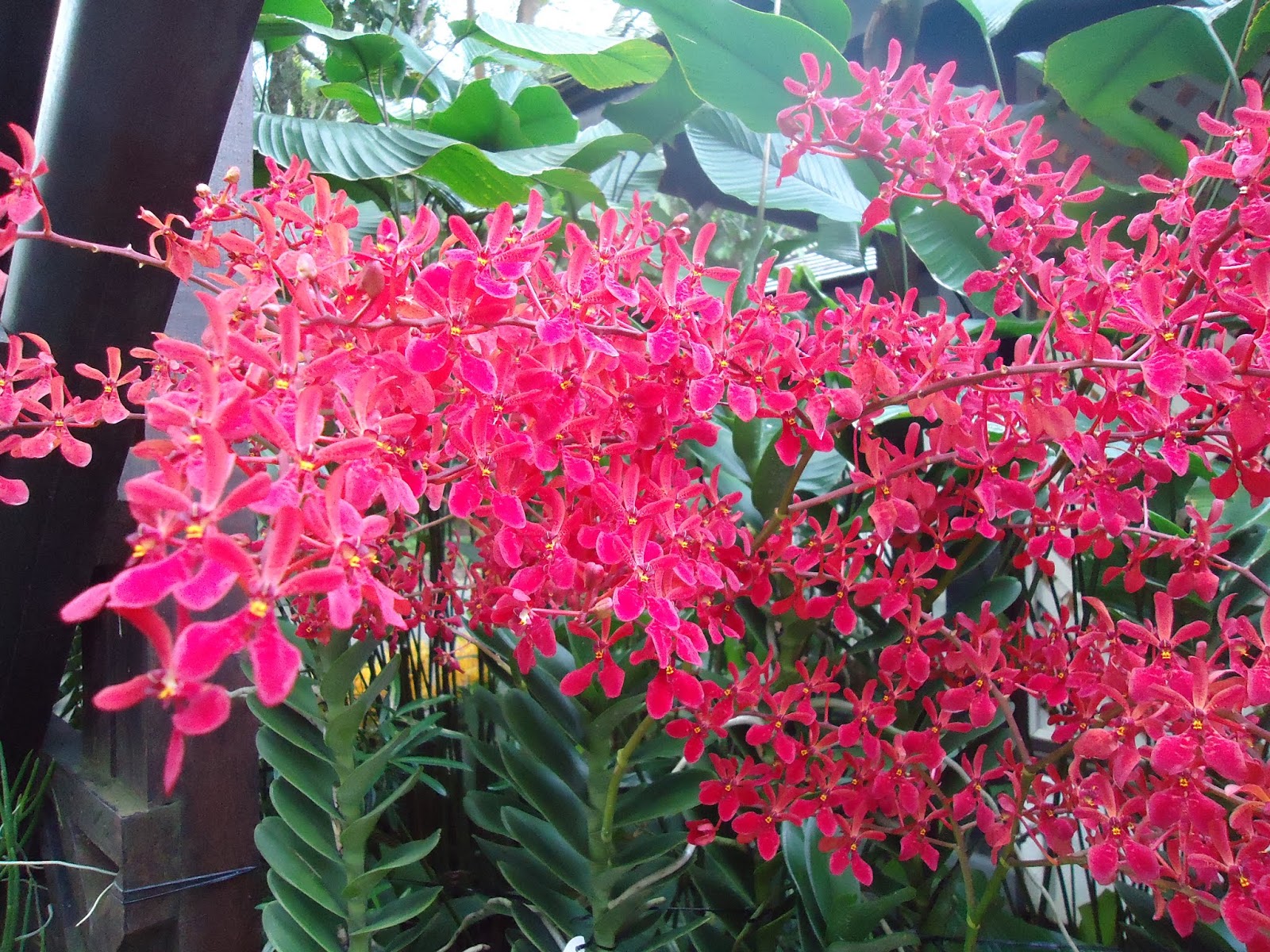 The Sampaguita and the Flowers for the Souls