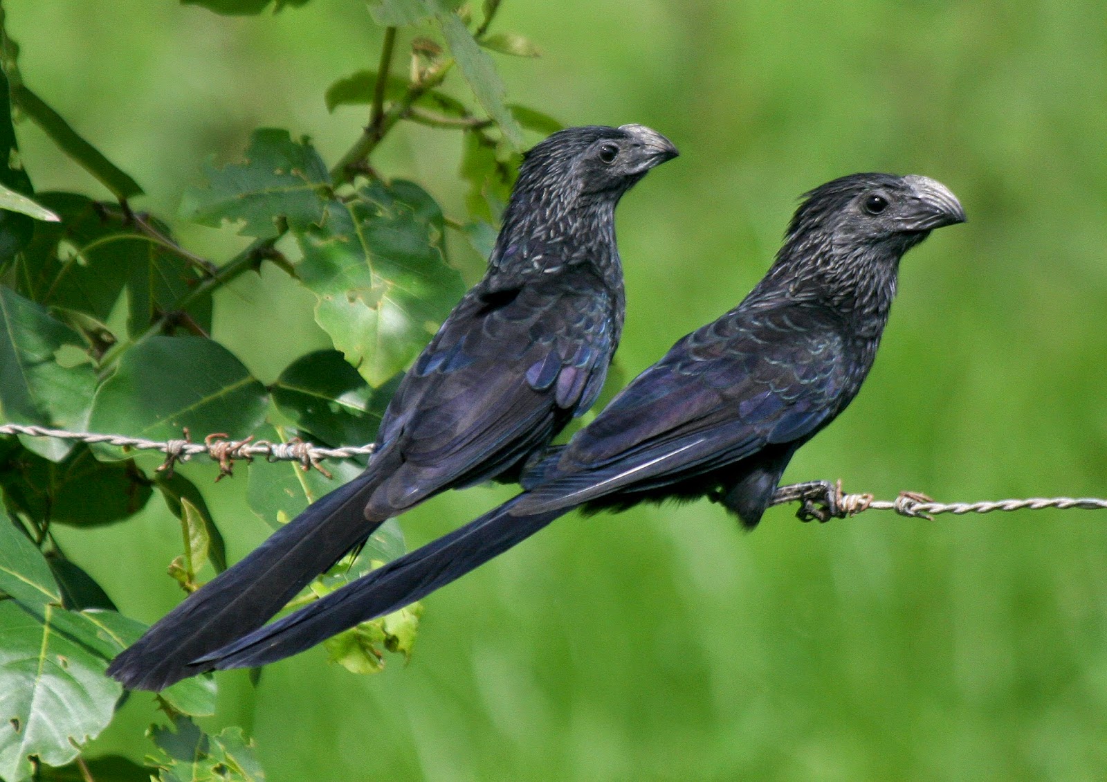 Bellas Aves de El Salvador: Crotophaga sulcirostris (pijuyo ...