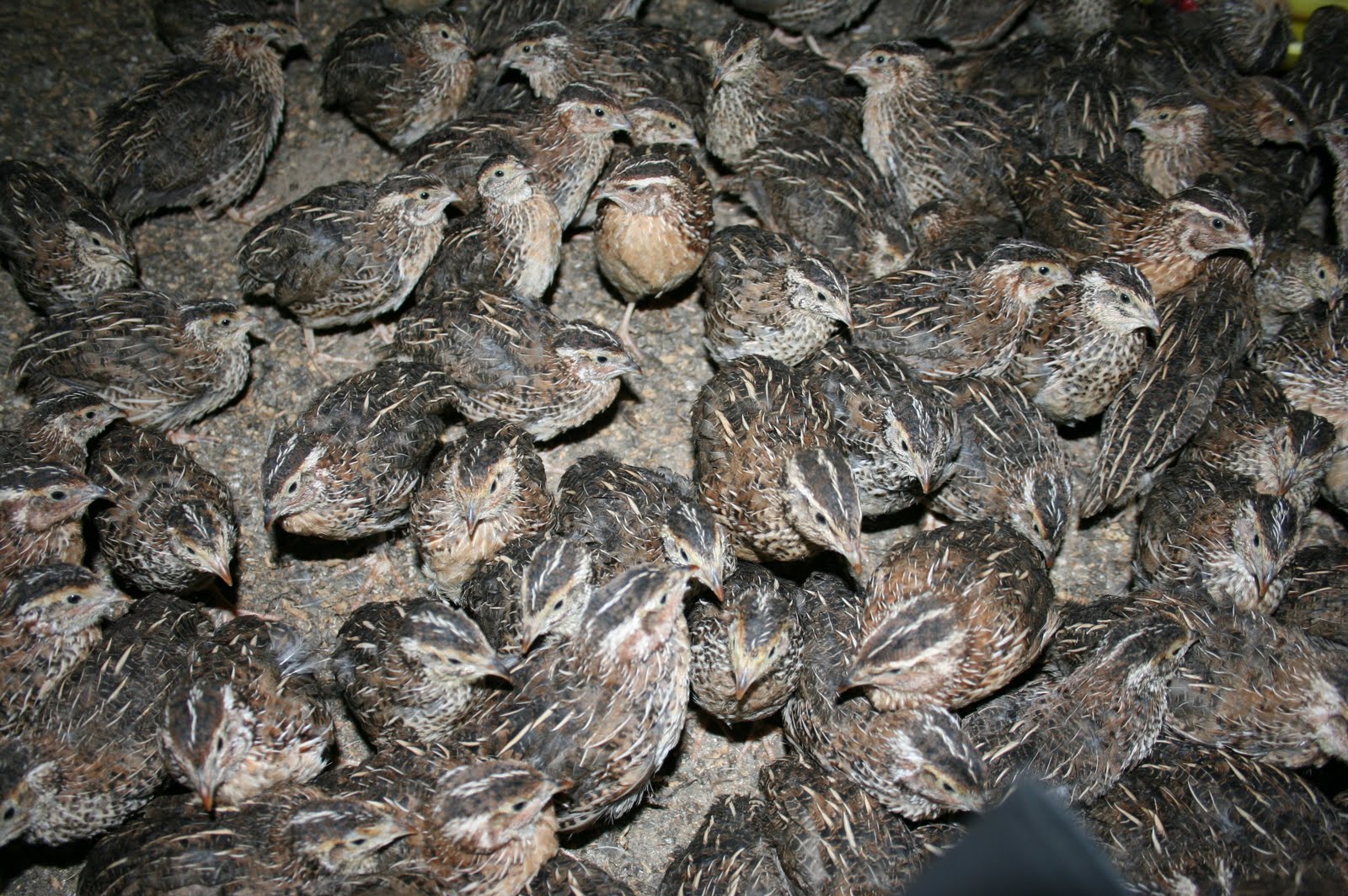 Puyuh Segar: Pegurusan puyuh yang sempurna