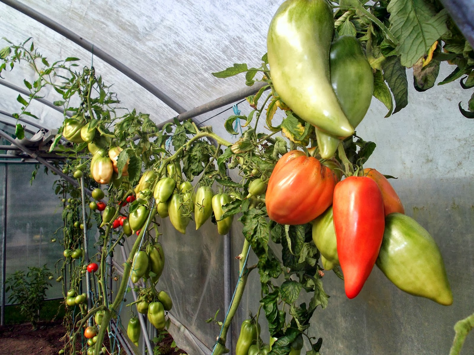 PASSION TOMATES: EFFEUILLAGE DES TOMATES POUR LAISSER PASSER LE SOLEIL