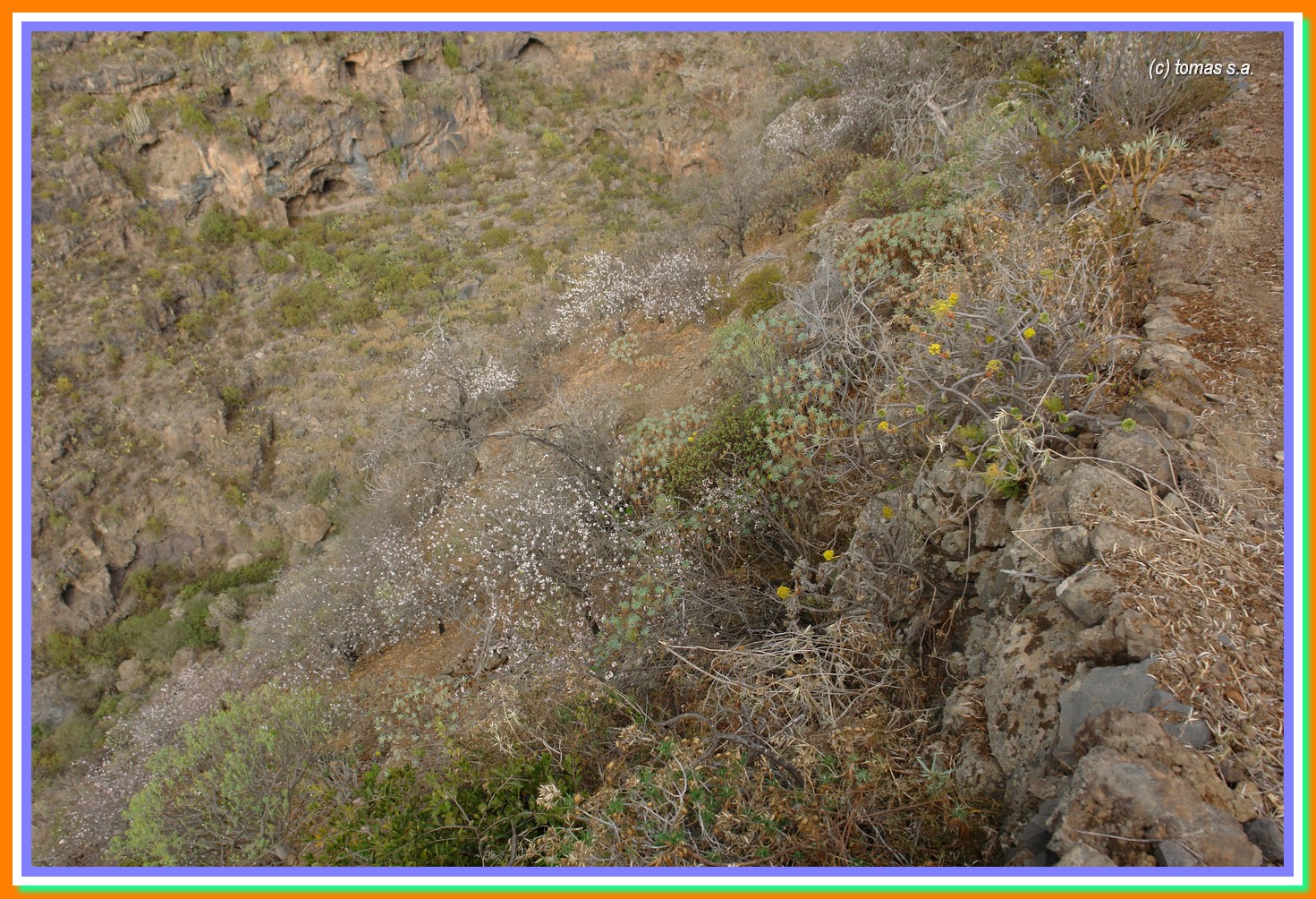 Tenerife senderos......: TENERIFE SENDEROS --GUIA ISORA-- EL JARAL -LAS ...