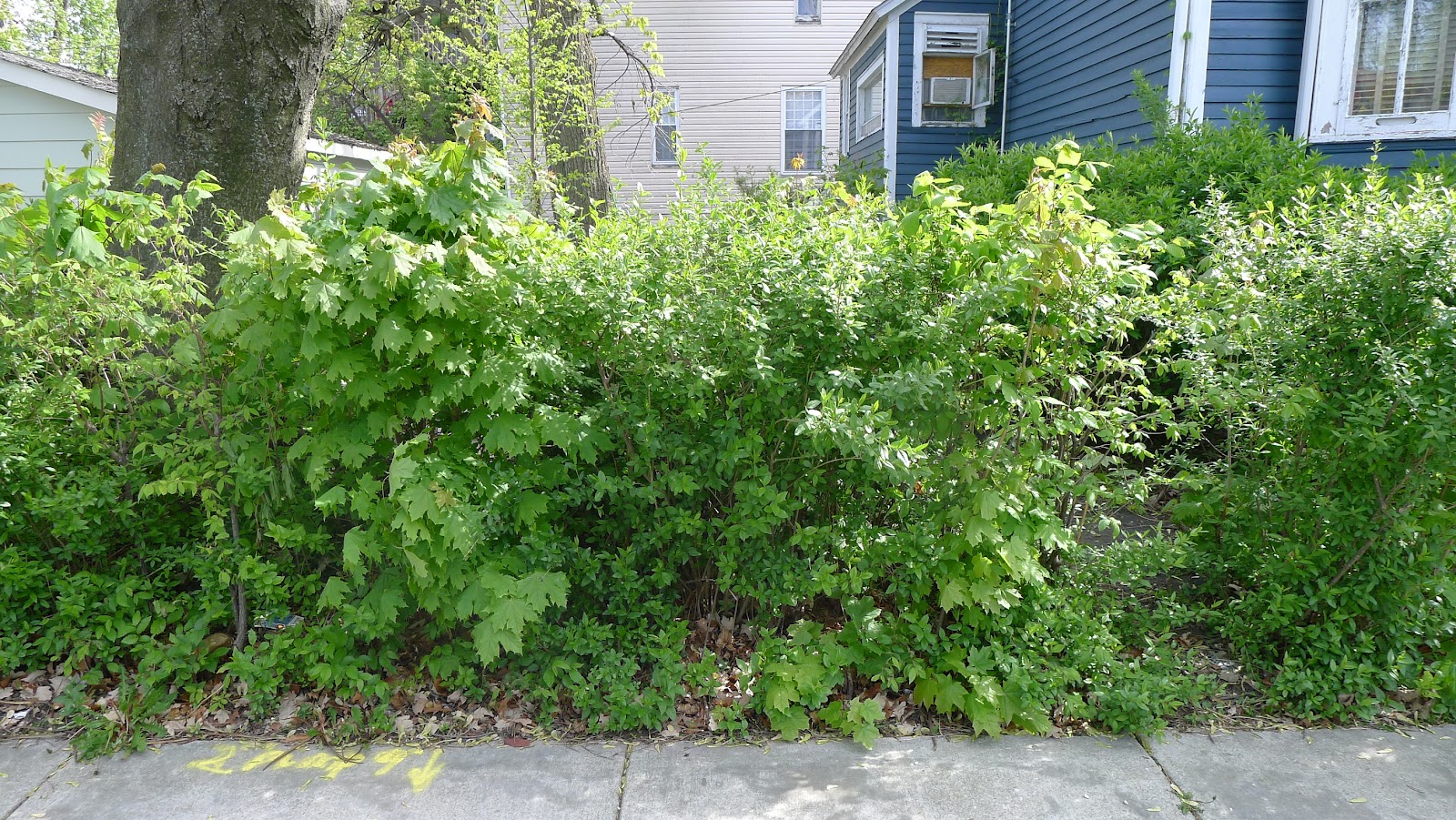 Chicago Weeds: There is a tree in your hedge