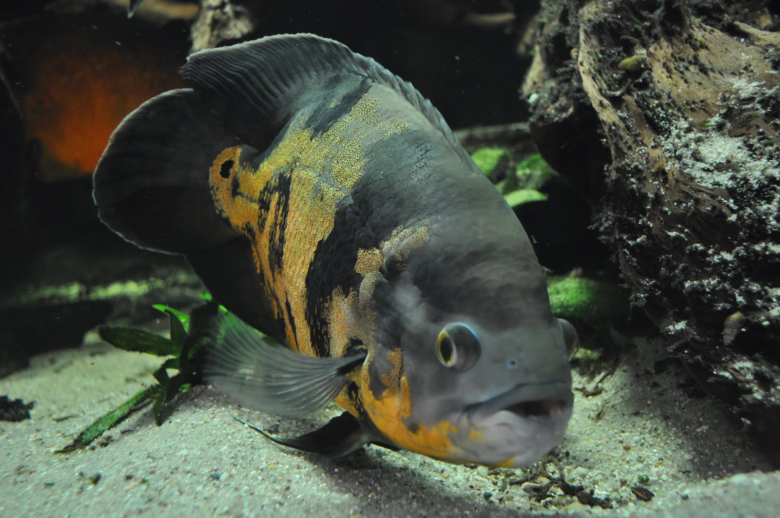 ZOOTOGRAFIANDO (6.100 ANIMALS): PEZ OSCAR TIGRE / TIGER OSCAR (Astronotus ocellatus)