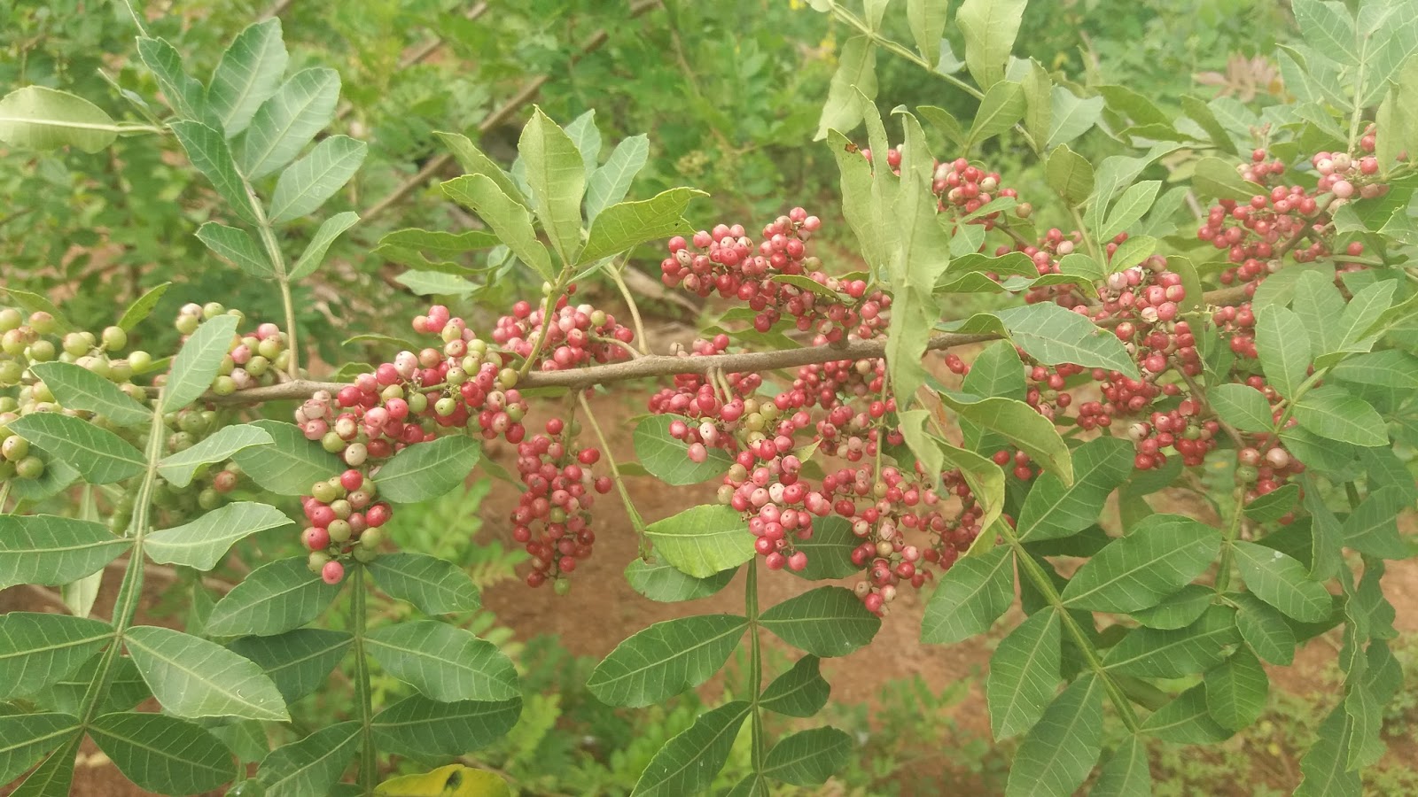 O Paranazão: NOSSAS ÁRVORES - Conheça a Aroeira Vermelha