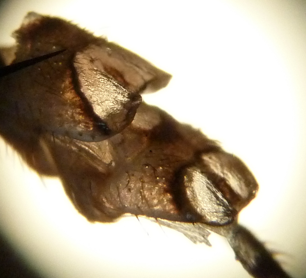 Dave Hubble's ecology spot: I really love those phasmid feet