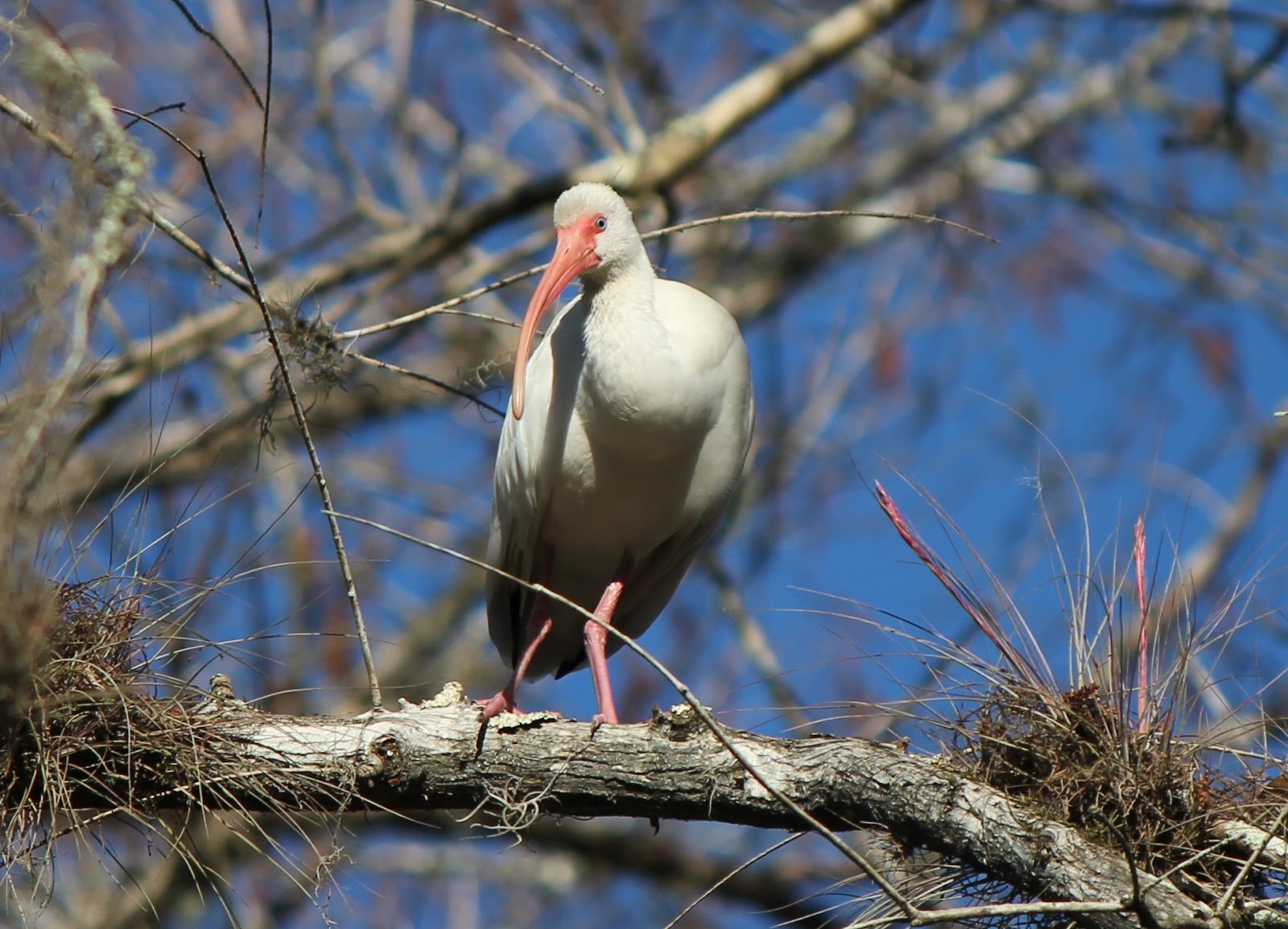 Views From Our Kayak: Silver River