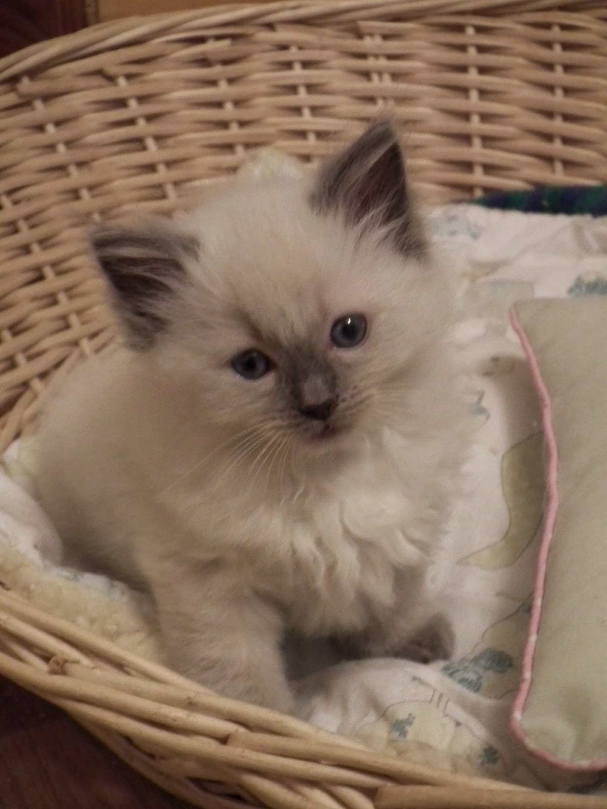 Tz Katz Ragdoll Cats and Kittens: They are growing into fluffy bundles ...