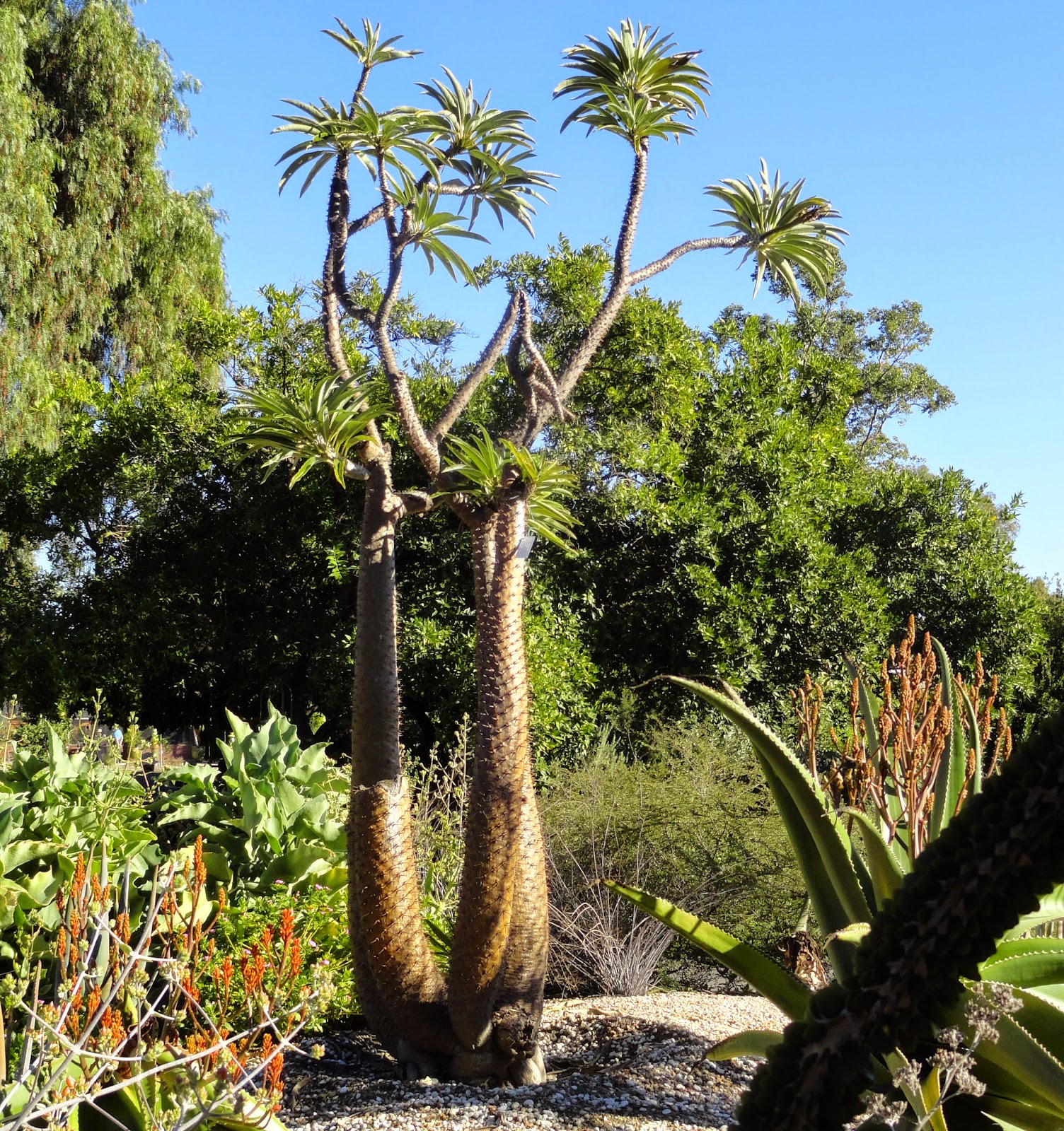 danger garden: A visit to the Los Angeles County Arboretum and Botanic ...