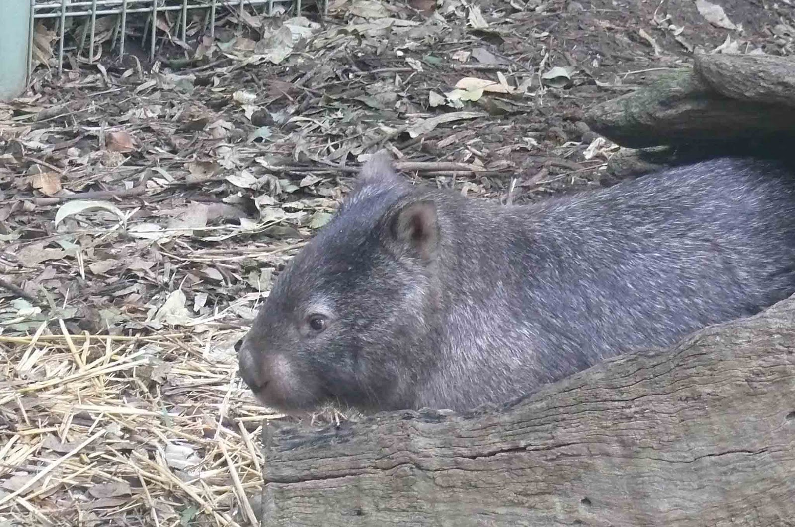 Elaine and Jim's Travels: A Day in the Blue Mountains