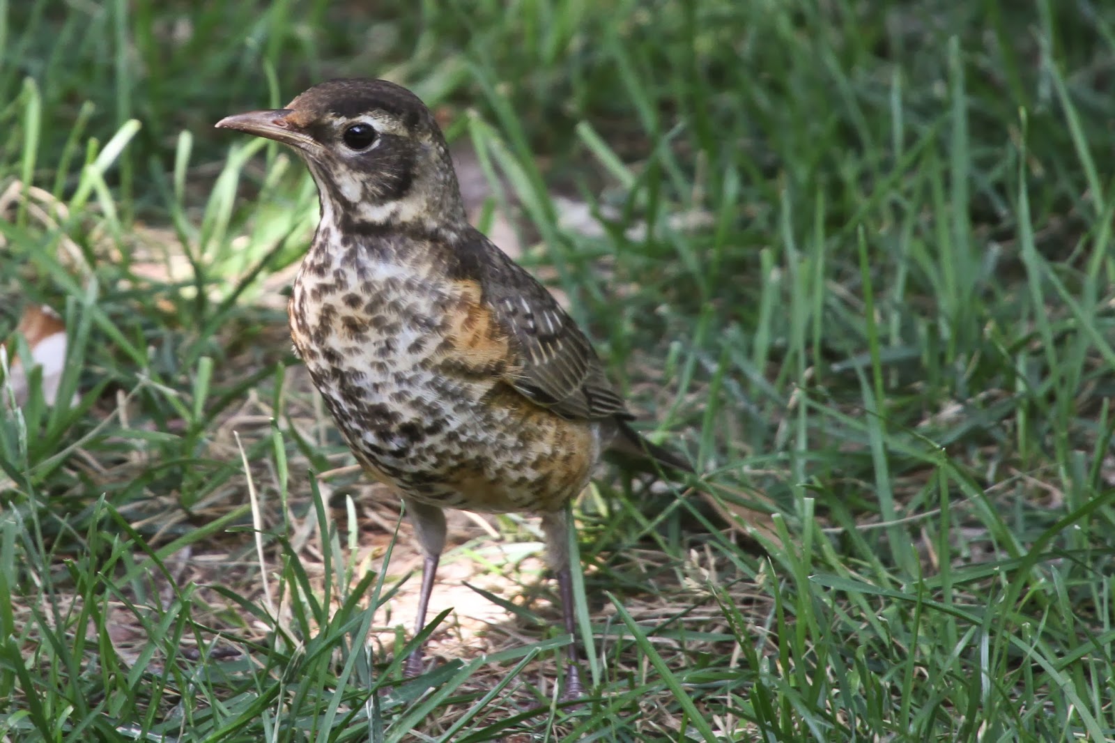 Calico's Nest: American Robin-Immature