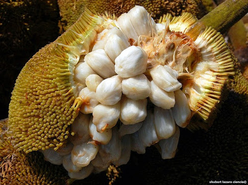 Papaleng Thoughts-Unplugged: 10 Exotic Spiky Fruits