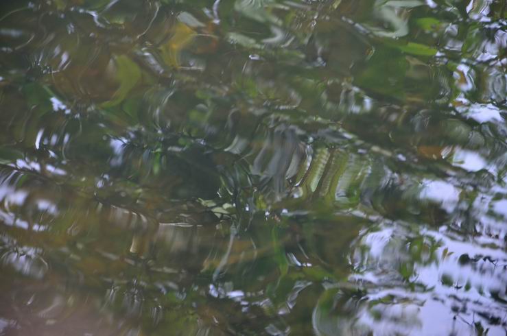 K.K.AnglersSaga: X ray vision..? can see through surface of water