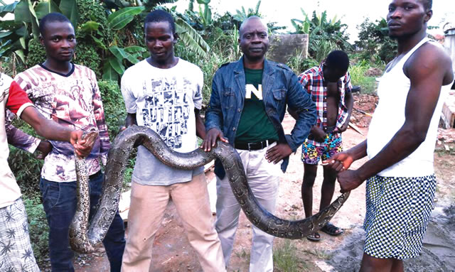 15 PYTHONS KILLED IN LAGOS ESTATE,AS PANIC GRIPS RESIDENTS | CKN News