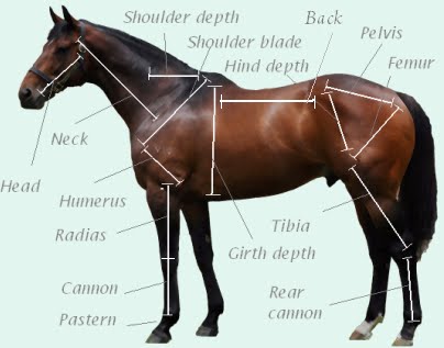 Indek Chiropractic: Horse conformation angles - Chiropractor for horse ...