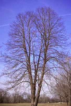 The 7 P's Blog: Seven Eastern Woodland Trees Essential To Survival