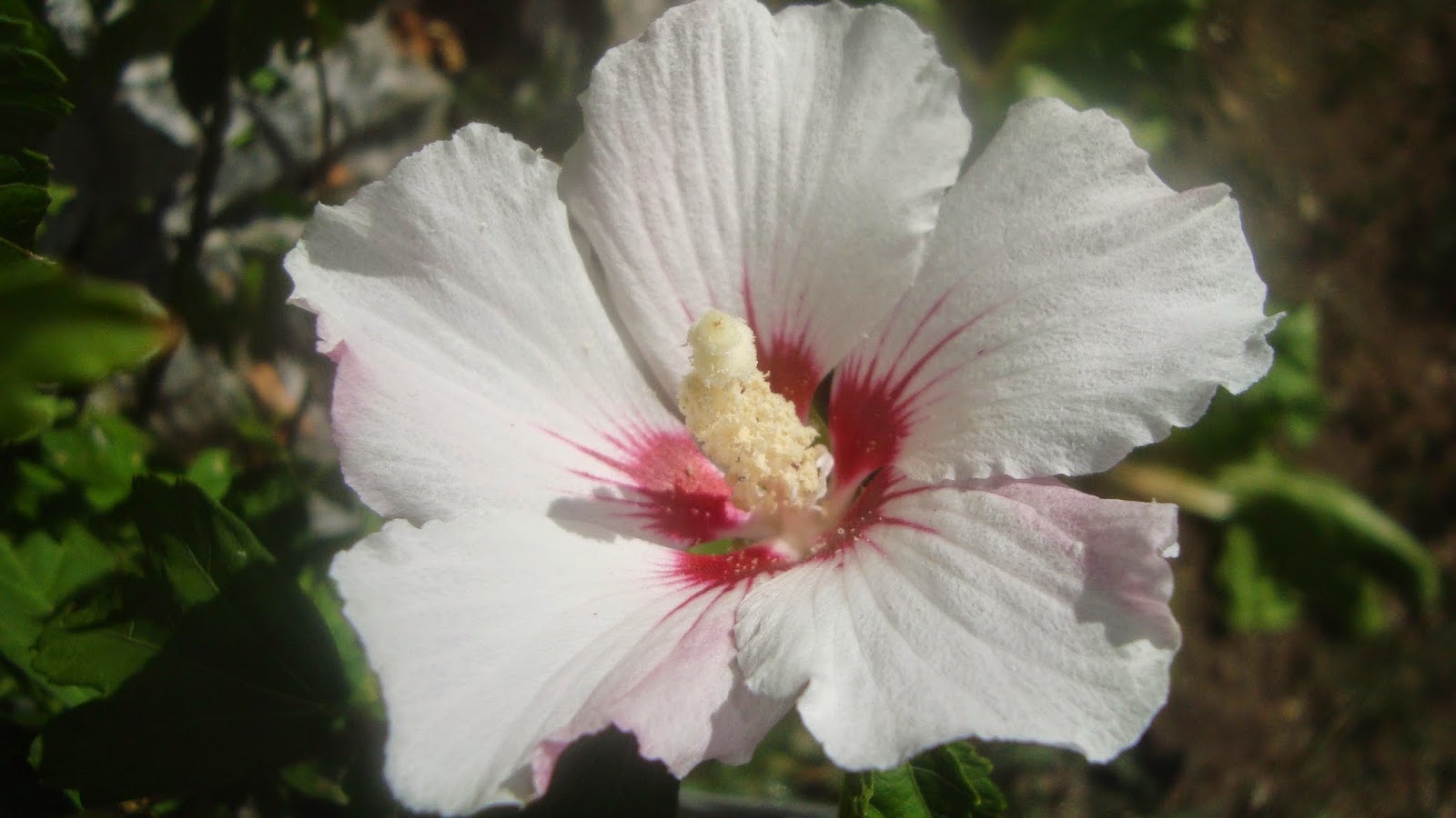 ALTEAS - El Jardín de Elbe