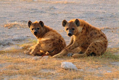 Hyenas | Wild Animal Facts & Photographs | The Wildlife
