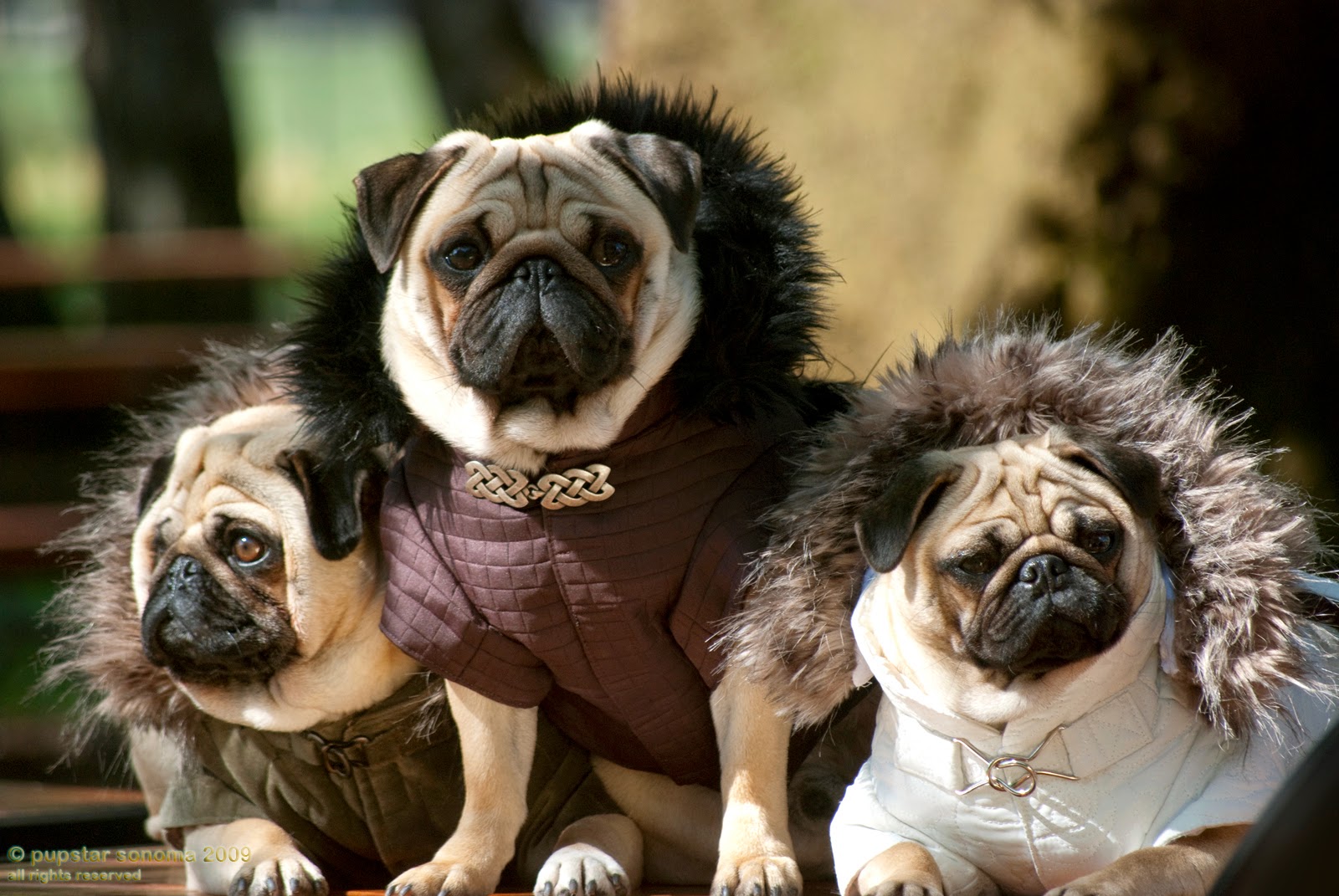 las cosas mas lindas y tiernas del mundo: pugs