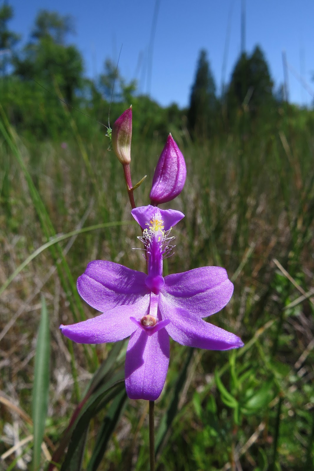Around the Bend: Ohio Orchids 4