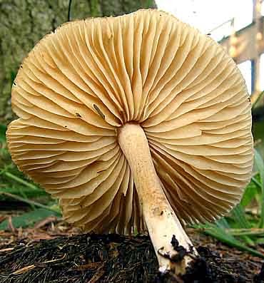 OH93 Independent study on FUNGI: Basidiomycetes