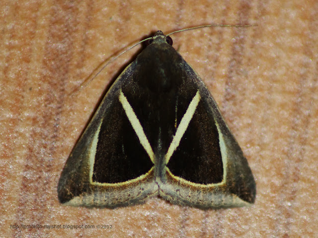 Triangular striped Moth (Chalciope mygdon)