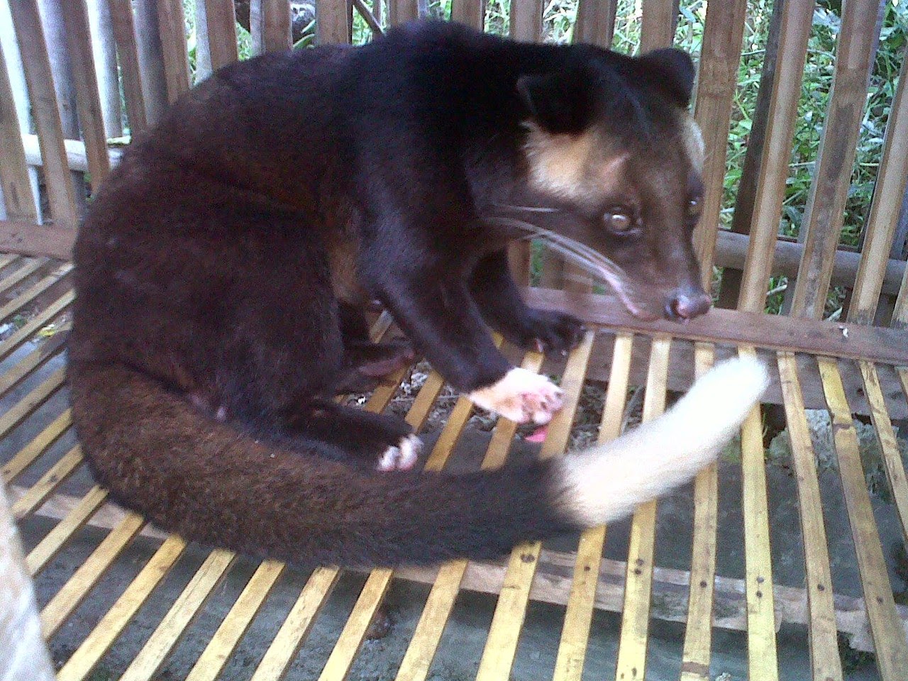 JENIS MUSANG YANG COCOK UNTUK HEWAN PELIHARAAN - CARA BUDIDAYA