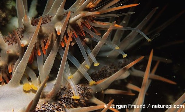 Bizarre Life Bazaar: Starfish Skin