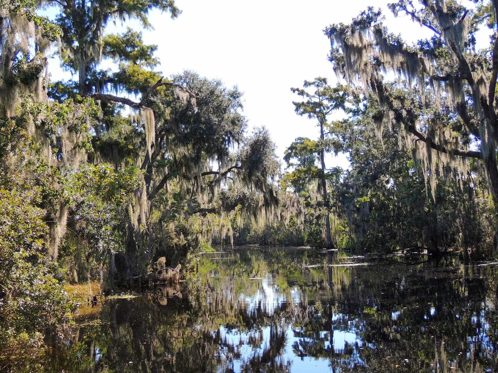 Adventures in travel: Pictures from our bayou adventure