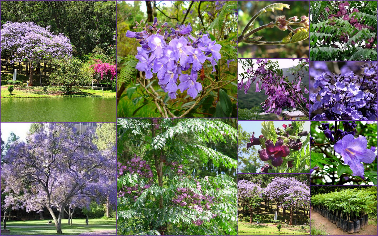 Caroba-roxa - Jacaranda puberula Cham.