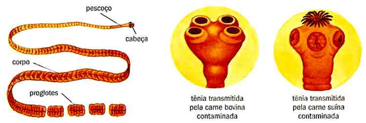 Espaço Ciências: PLATELMINTOS – 7º ANO