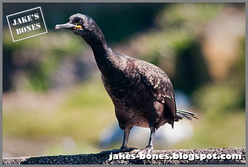Watching seabirds in the Forth : Jake's Bones