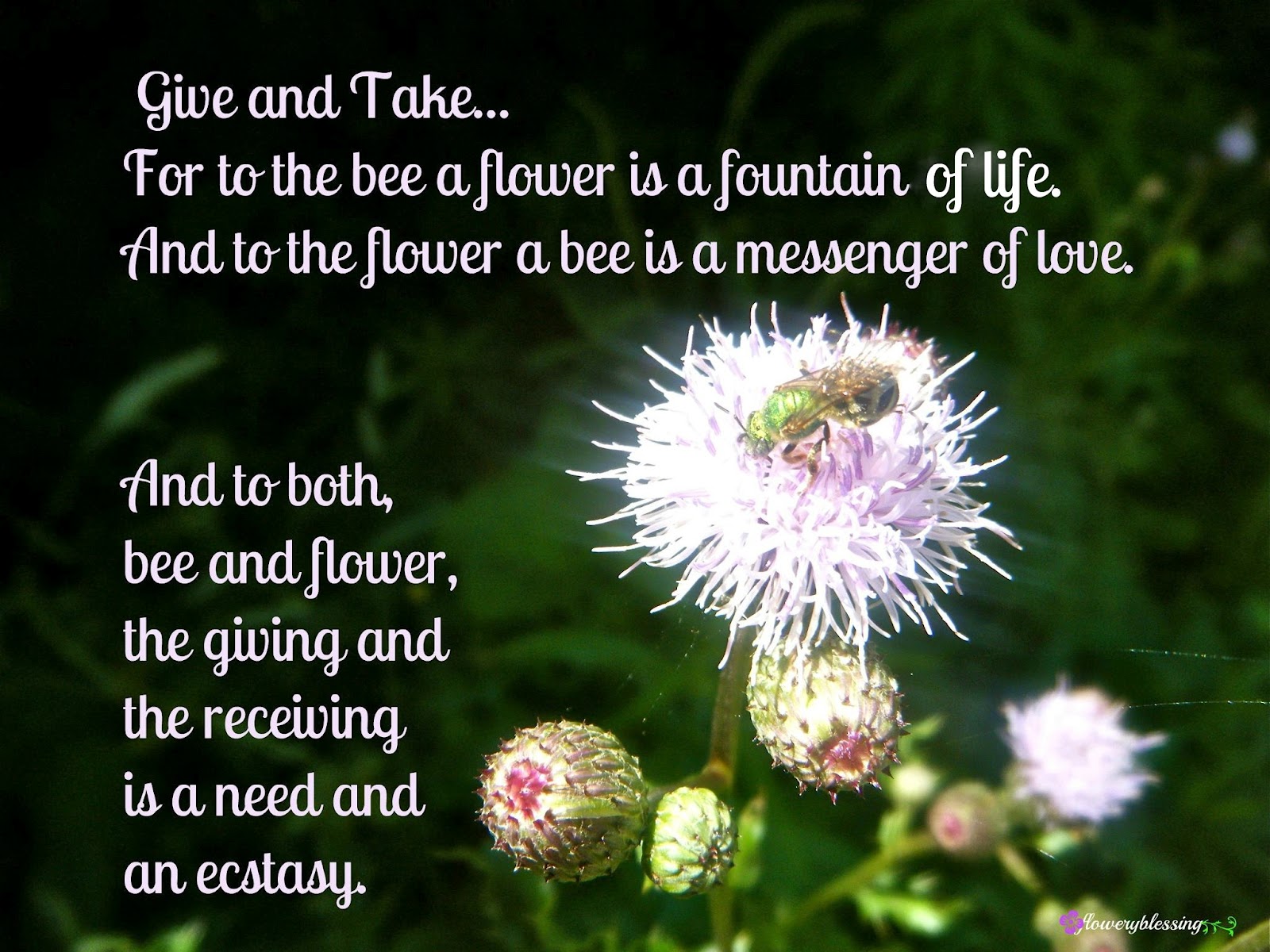 Flowery Blessing: Give and Take... For to the bee a flower is a ...
